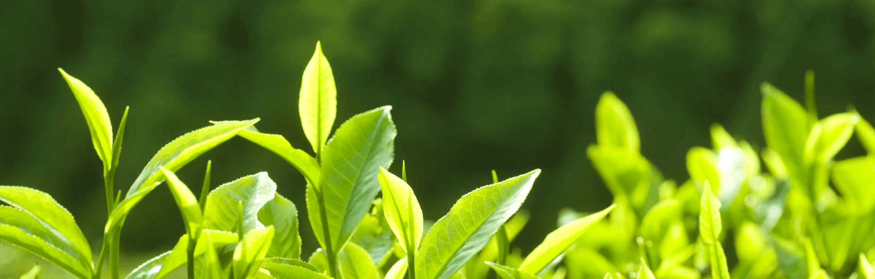 African Union ECOSOCC